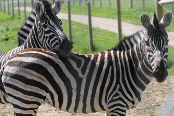 Siguldas Zoo - Sigulda aizrauj!