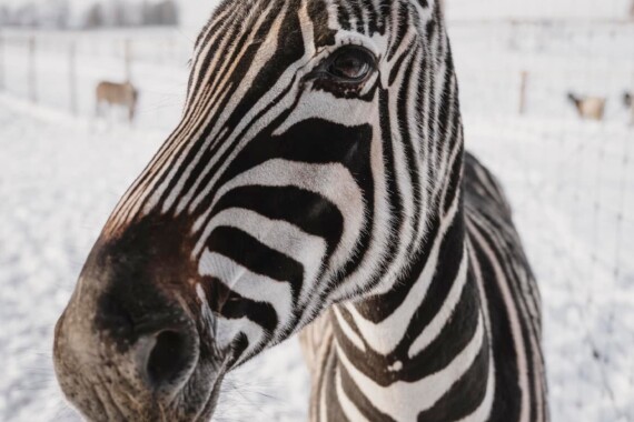 Siguldas Zoo - Sigulda aizrauj!