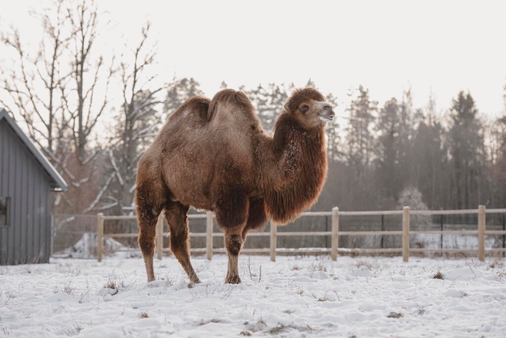 Siguldas Zoo - Sigulda aizrauj!